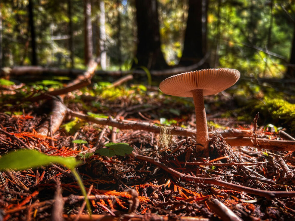 Spring - Lochsa Lodge